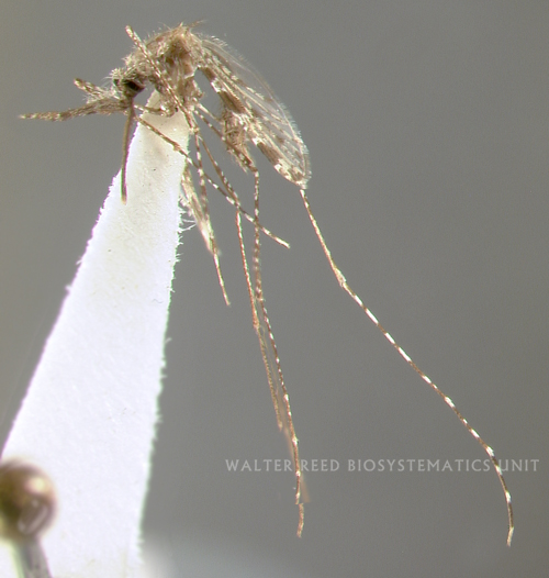 The parasite and its vectors | Scientists Against Malaria